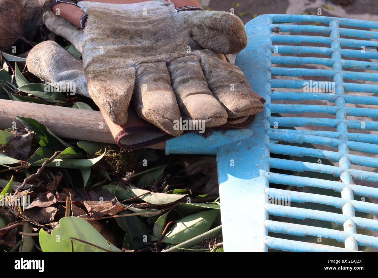 picking fallen leaves with rake Stock Photo - Alamy