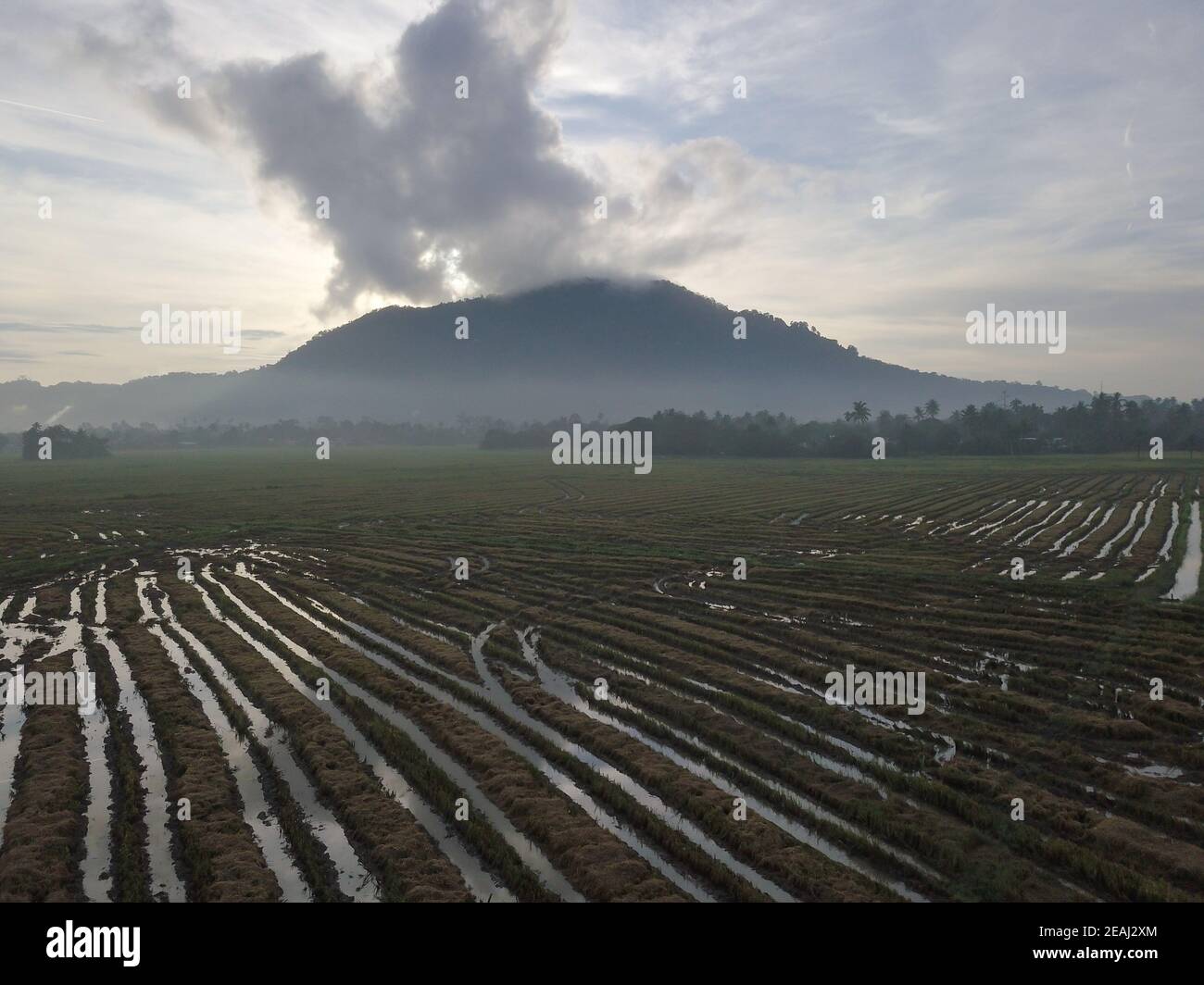Paddy field background hi-res stock photography and images - Alamy