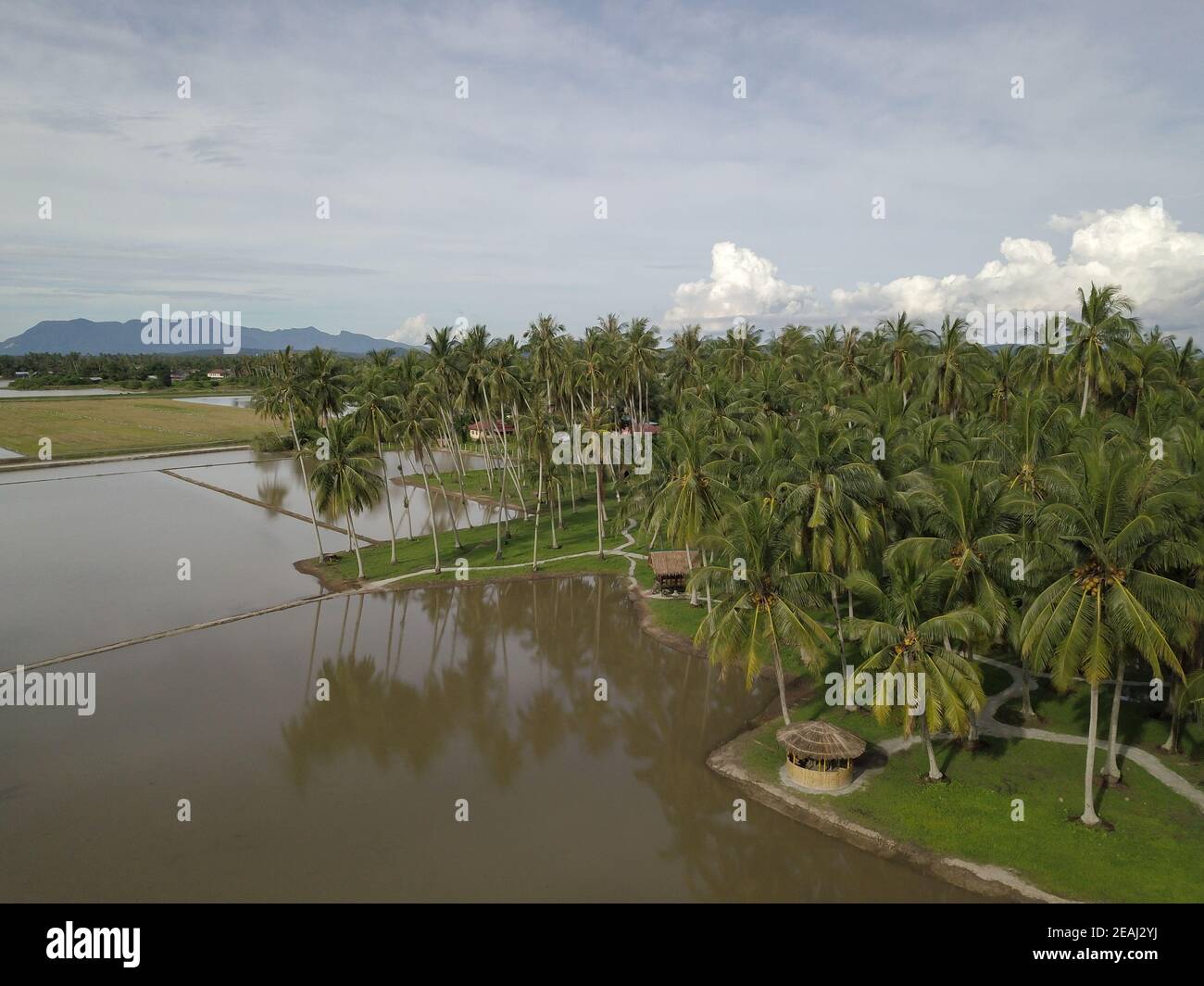 Coconut Plantation Malaysia High Resolution Stock Photography and ...