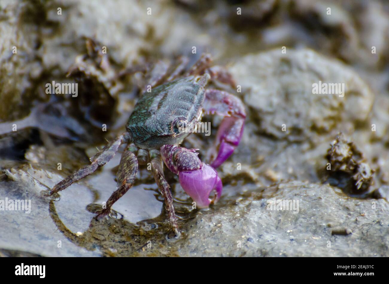 Purple shore crab hi-res stock photography and images - Alamy
