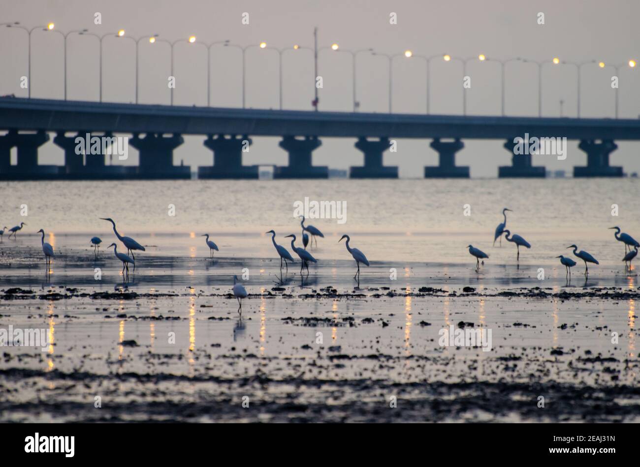 Cranes bird rest at coastal Stock Photo - Alamy
