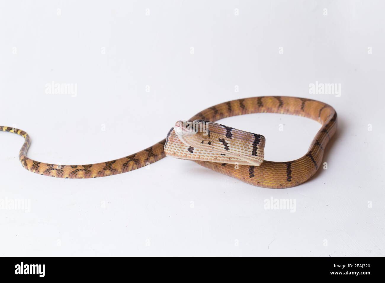Boiga cynodon, commonly known as the dog-toothed cat snake isolated on ...
