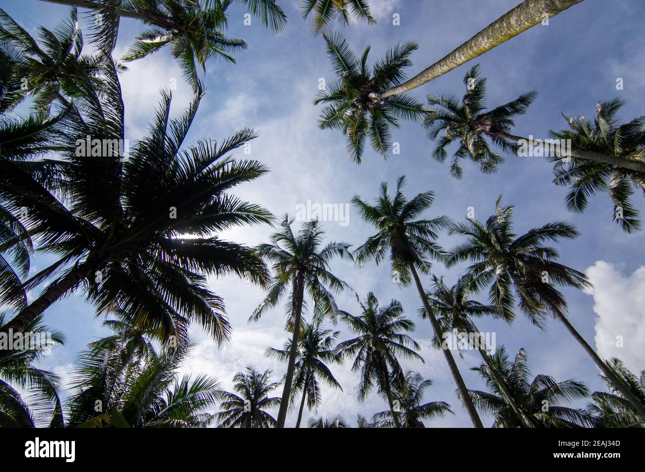 Coconut trees farm under blue sky Stock Photo - Alamy