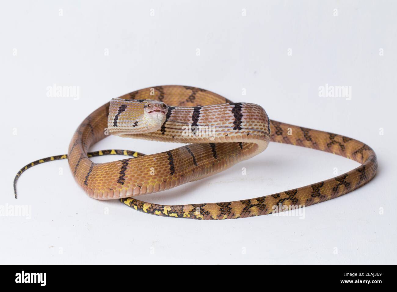 Boiga cynodon, commonly known as the dog-toothed cat snake isolated on ...