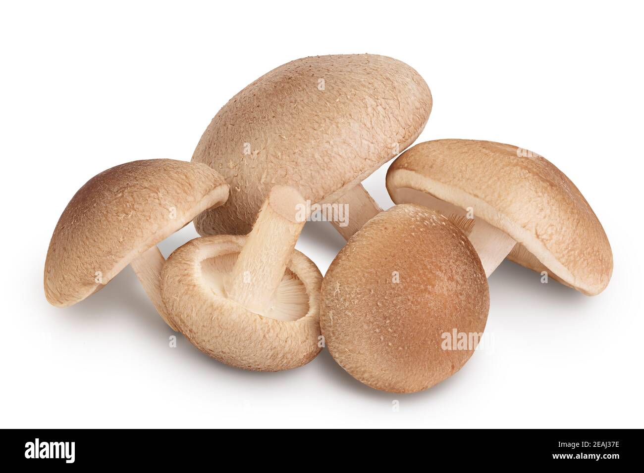 Fresh Shiitake mushroom isolated on white background with clipping path ...