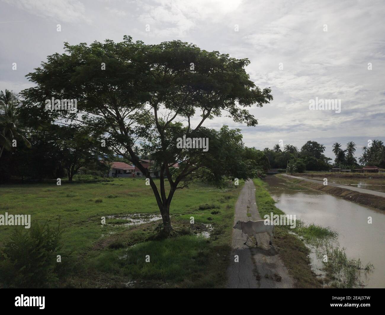 Tree and cow hi-res stock photography and images - Alamy