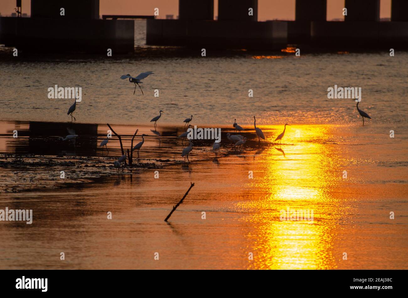 Malaysian birds hi-res stock photography and images - Alamy