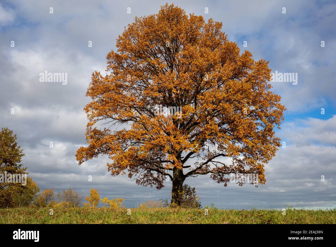 Blue oak bark with leaves hi-res stock photography and images - Alamy