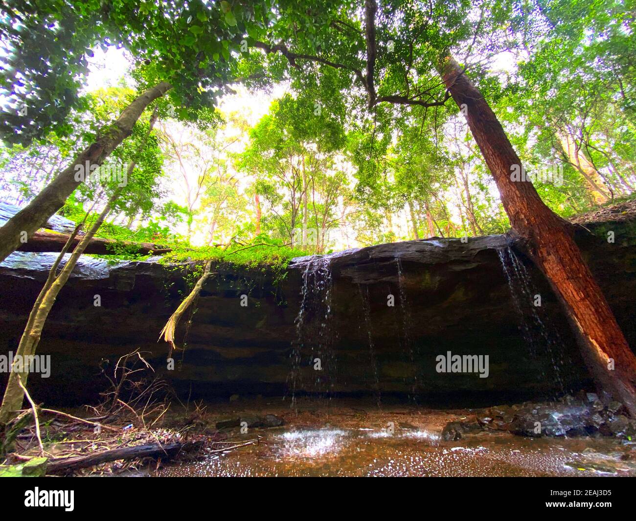 A cave waterfall with a 'guardian tree' Stock Photo - Alamy