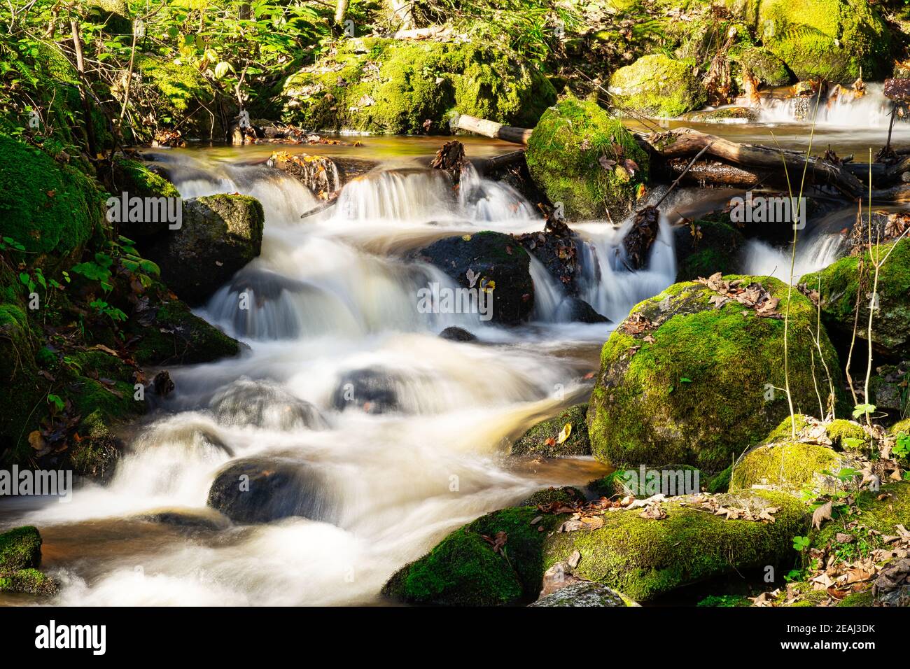 Stream forest moss hi-res stock photography and images - Alamy