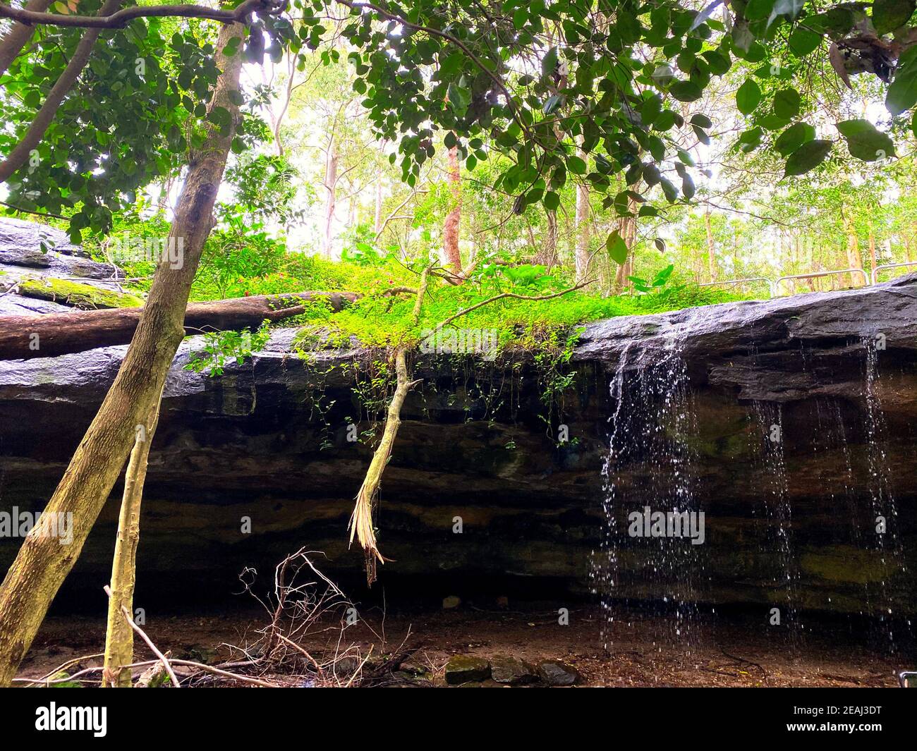 A cave waterfall with a 'guardian tree' Stock Photo - Alamy