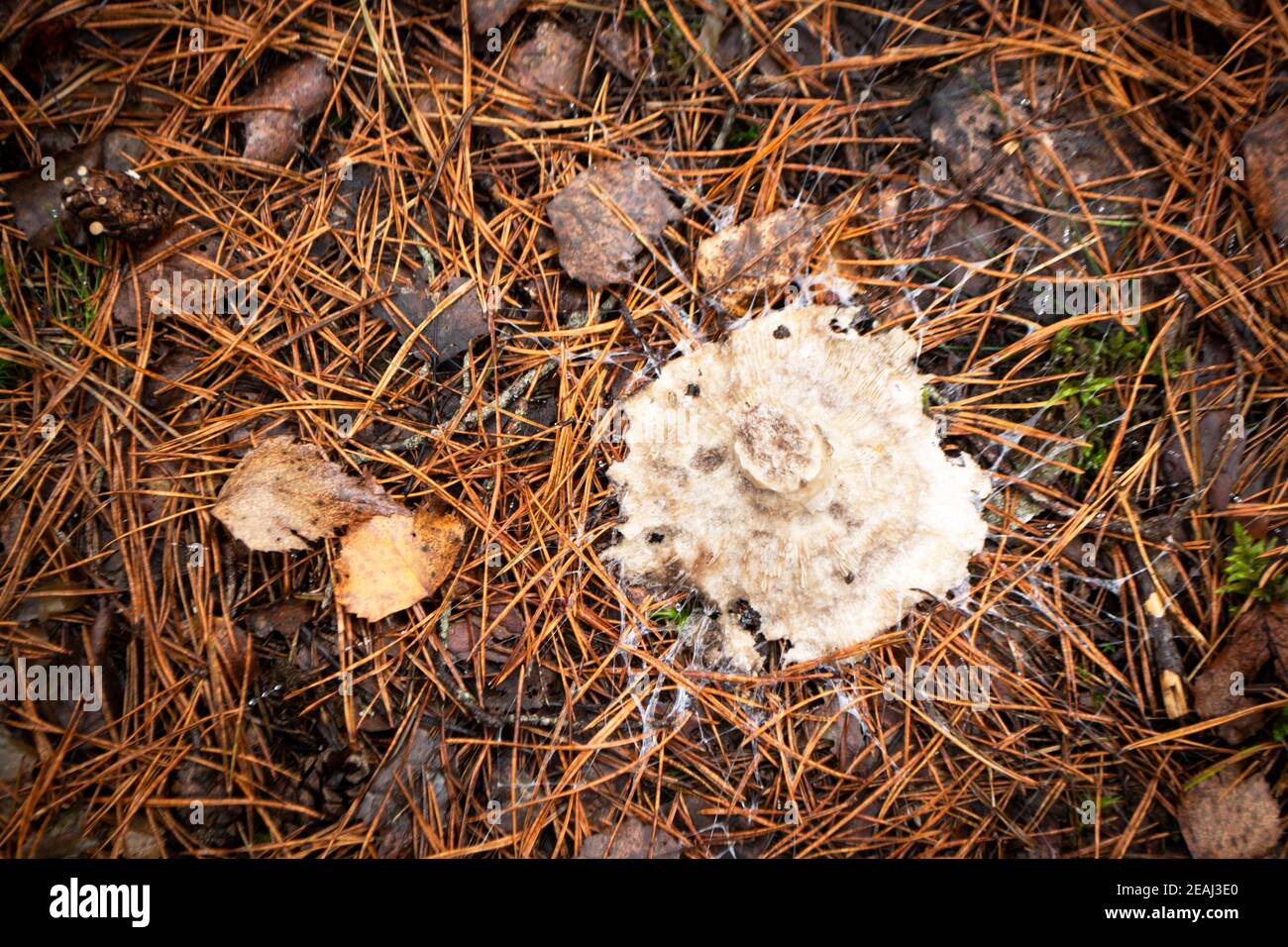 Old rot mushroom fungus and mold on wild forest. Structure of mushroom ...