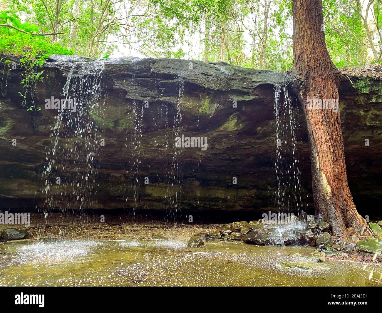 A cave waterfall with a 'guardian tree' Stock Photo - Alamy