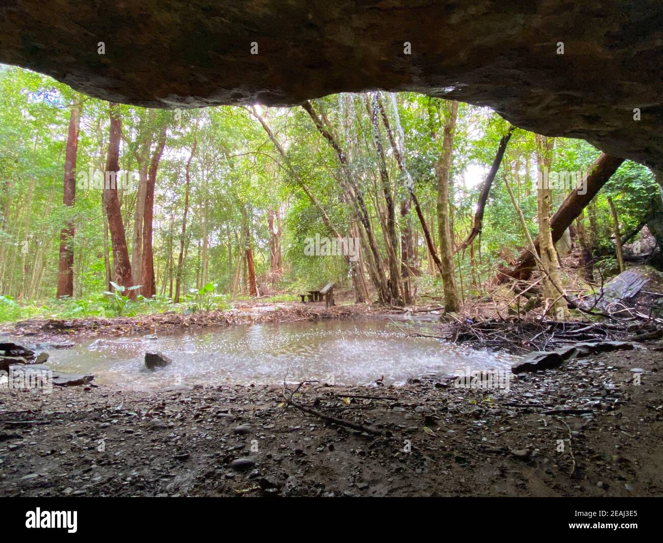 A cave waterfall with a 'guardian tree' Stock Photo - Alamy
