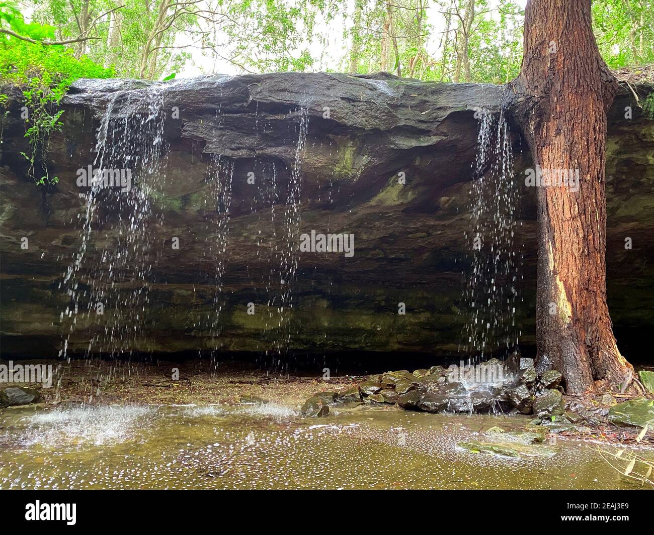 A cave waterfall with a 'guardian tree' Stock Photo - Alamy