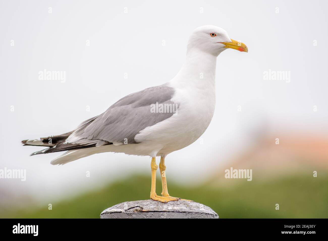 Yellow-legged Gull on a pole in the port of Grau du Roi in France Stock ...