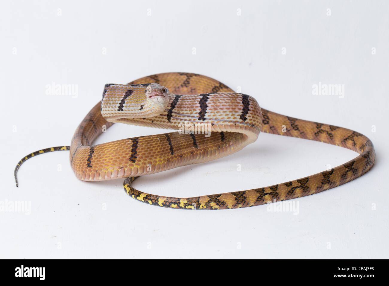 Boiga cynodon, commonly known as the dog-toothed cat snake isolated on ...