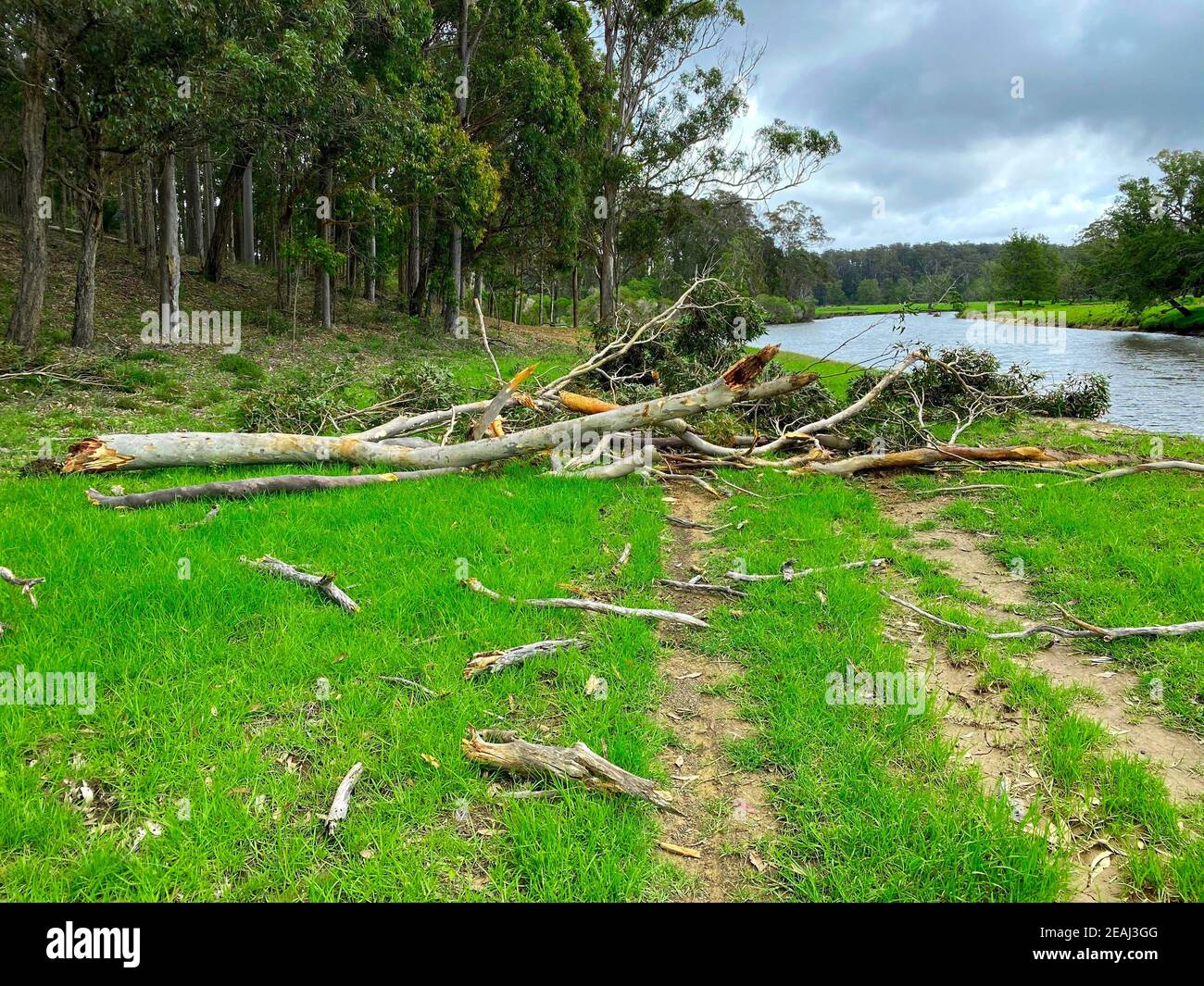 Hazard fallen trees hi-res stock photography and images - Alamy