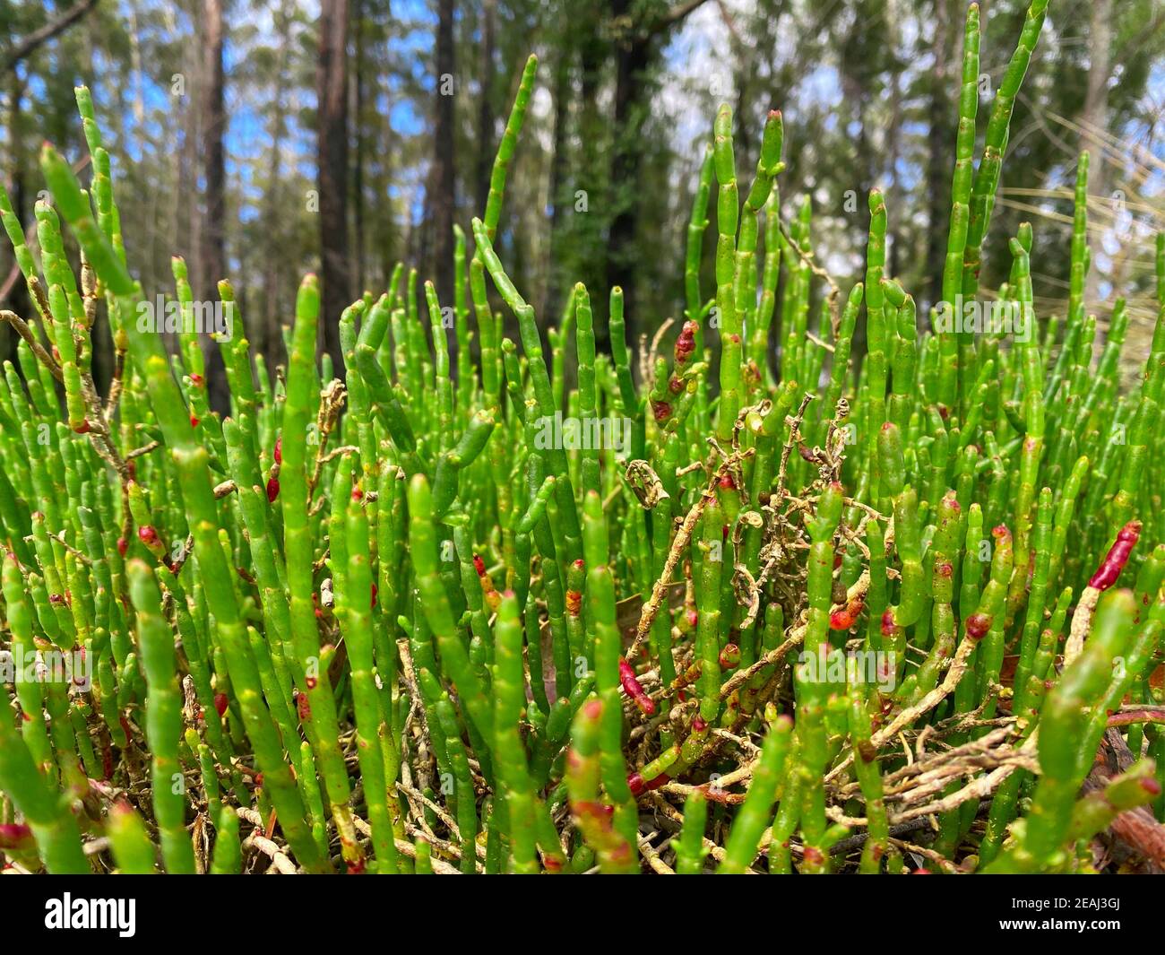 Edible Wild Australian Samphire Stock Photo - Alamy