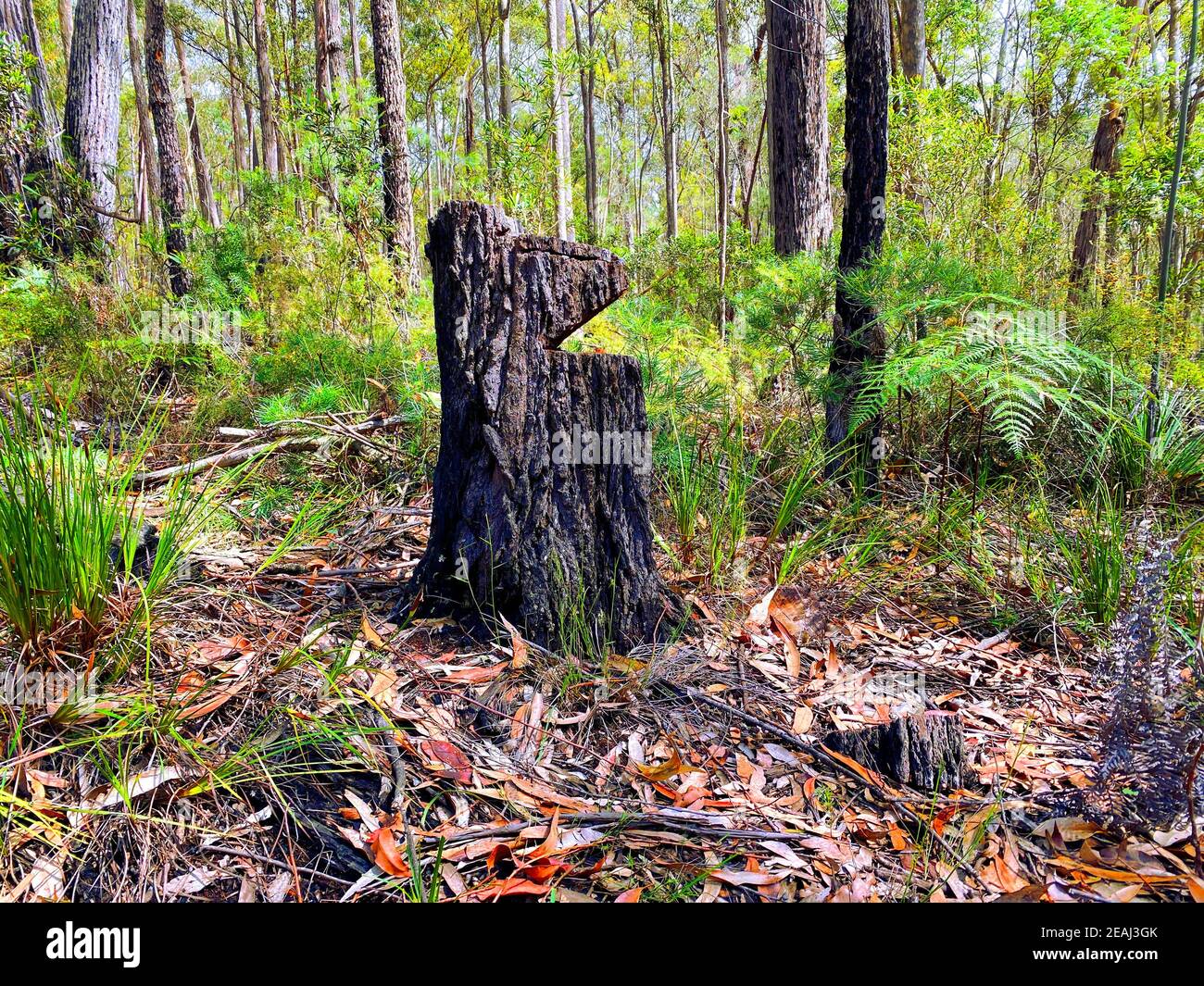 A tree stump with a wedge cut out of it Stock Photo - Alamy