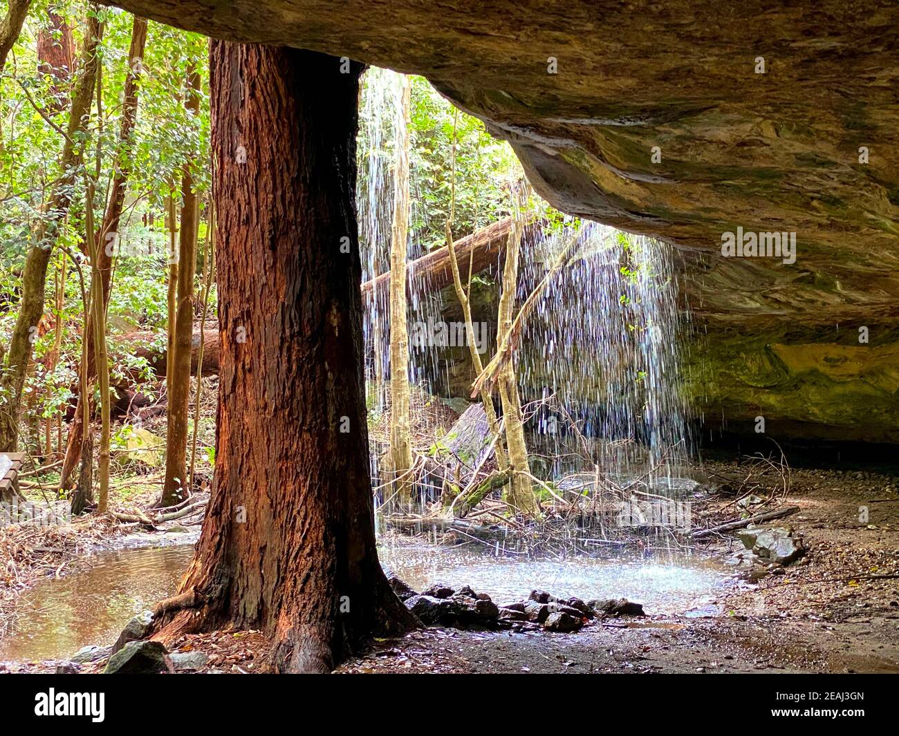 Guardian tree hi-res stock photography and images - Alamy