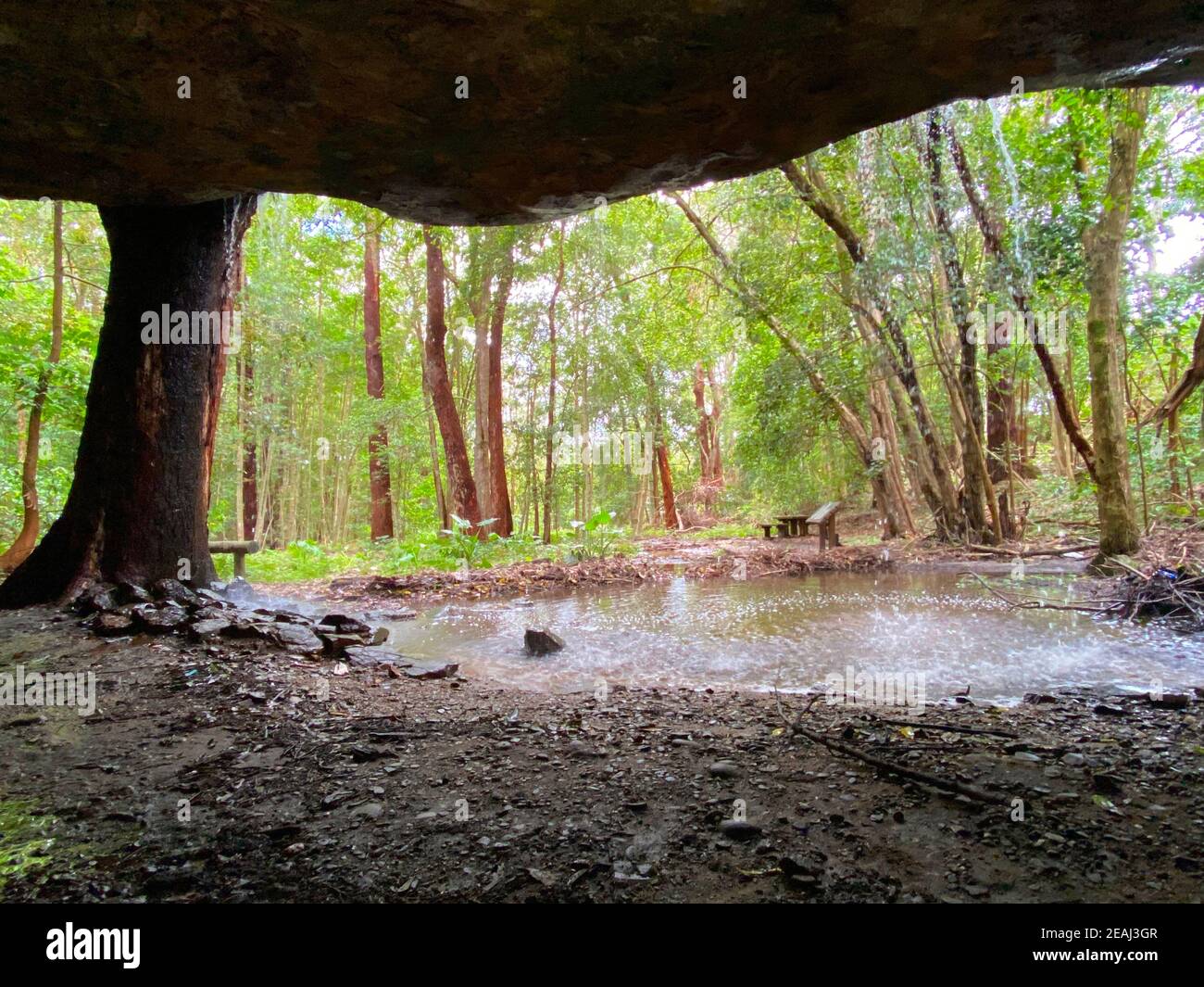A cave waterfall with a 'guardian tree' Stock Photo - Alamy