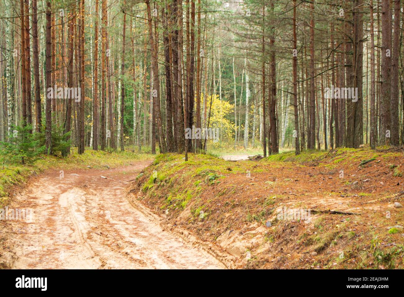 Magic cold autumn wild forest road in Belarus Stock Photo - Alamy