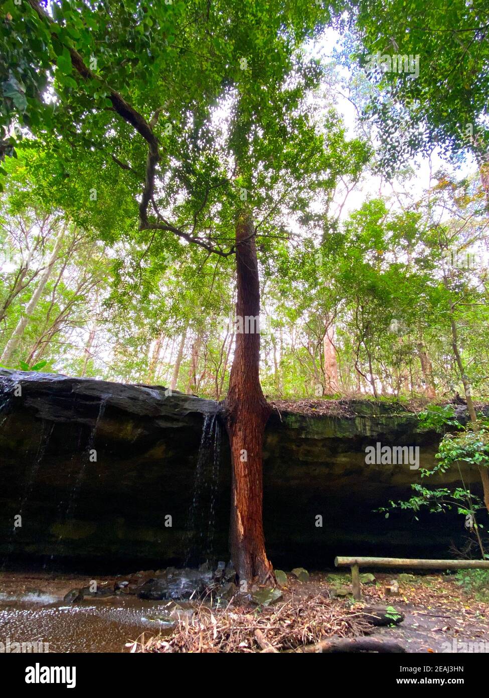 Tree cave hi-res stock photography and images - Alamy