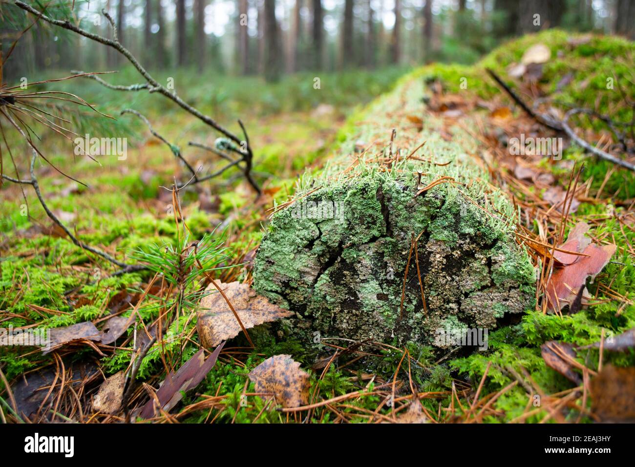 Wild forest fallen tree in the forest. The log is covered with blue ...