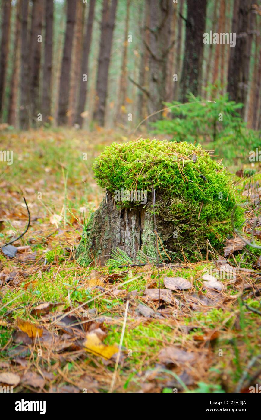 Tree stump with a moss hat on the forest floor Stock Photo - Alamy
