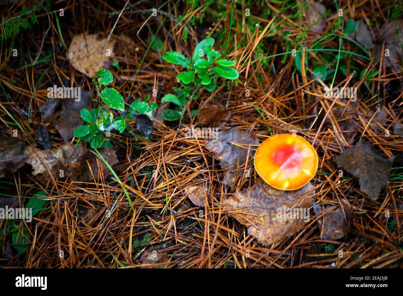 Fly bright orange Agaric in wild forest, autumn background Stock Photo ...