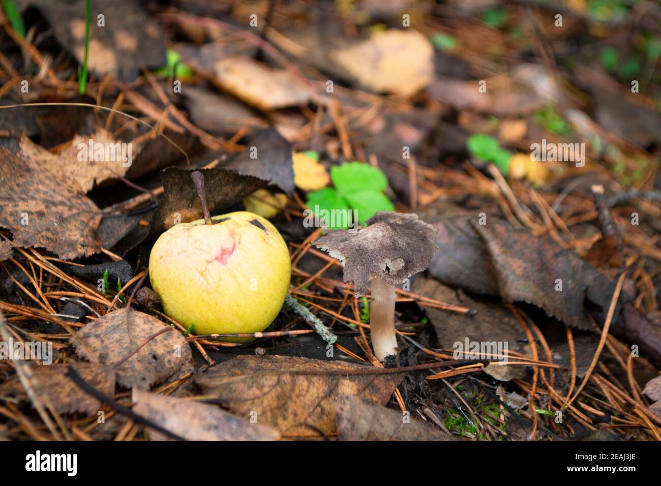 Apple fungi hi-res stock photography and images - Alamy