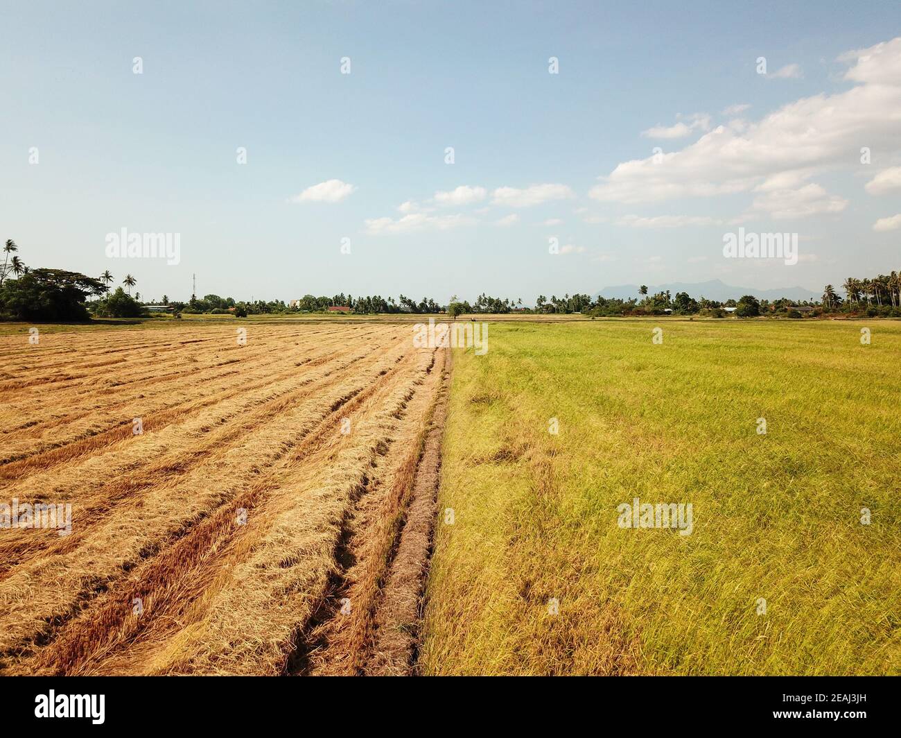Paddy field background hi-res stock photography and images - Alamy