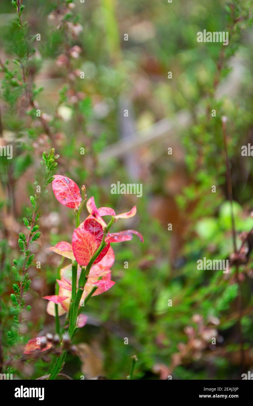 Pink leaves hi-res stock photography and images - Alamy