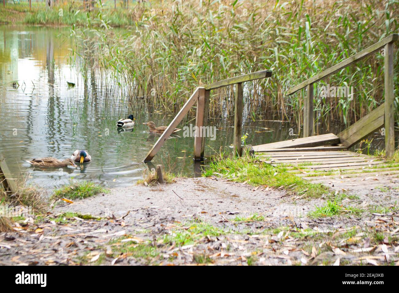Flock ducks on farm hi-res stock photography and images - Alamy