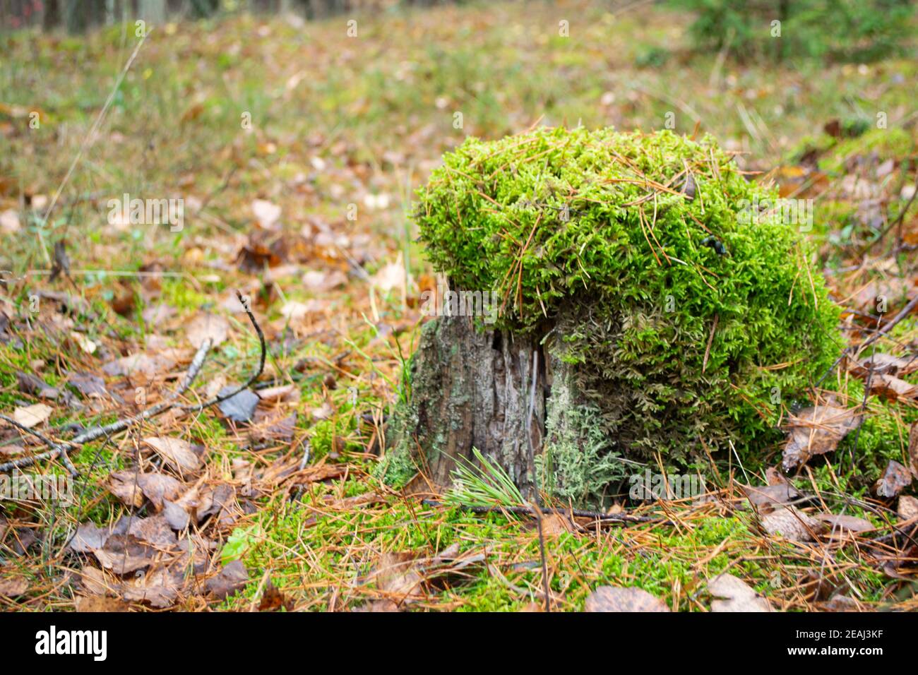 Rotten stump moss hi-res stock photography and images - Alamy