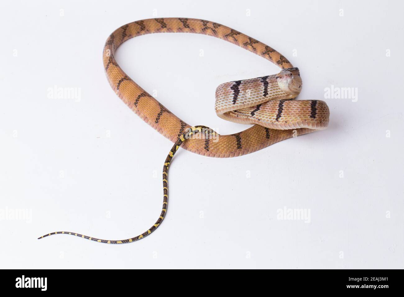 Boiga cynodon, commonly known as the dog-toothed cat snake isolated on ...