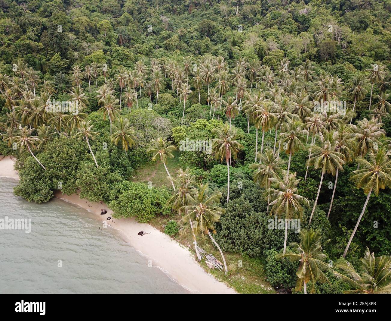 Aerial view coconut palm plantation Stock Photo - Alamy