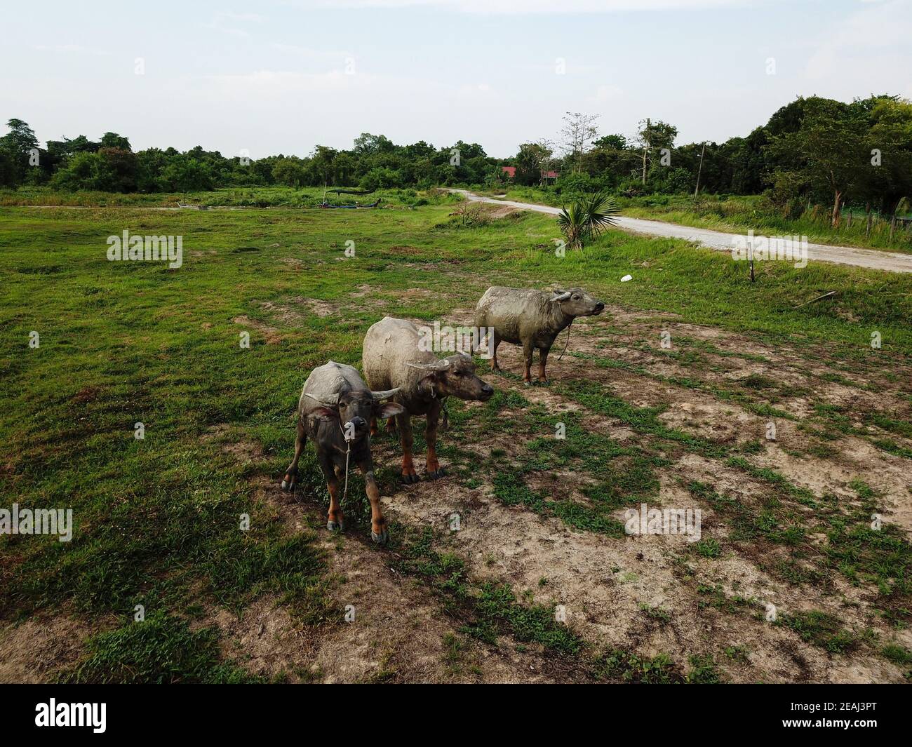 Three buffaloes stand together Stock Photo - Alamy