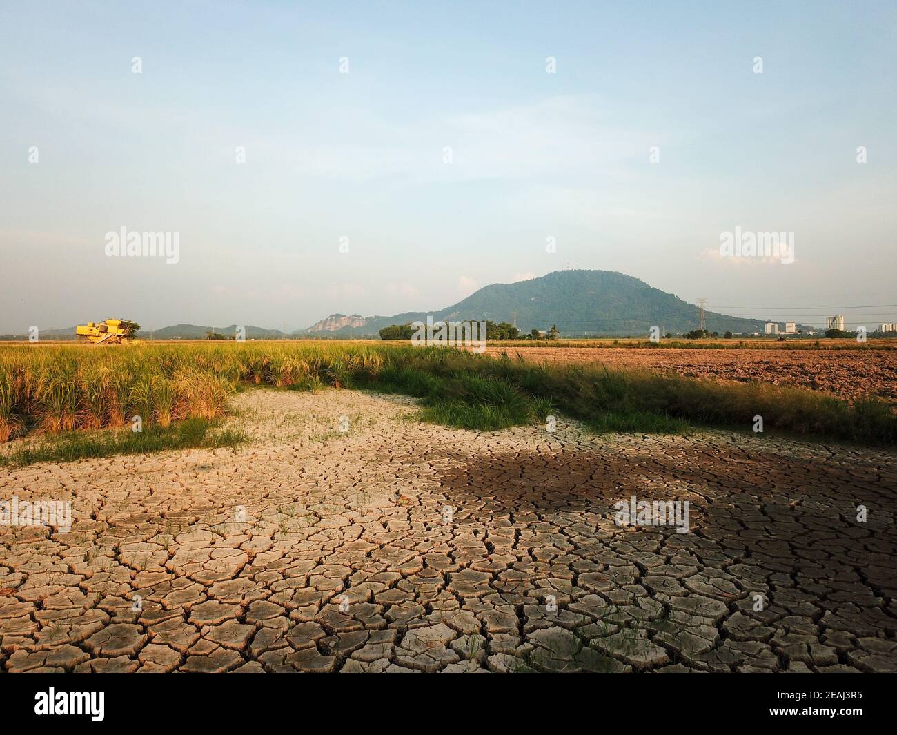 Brown rice field hi-res stock photography and images - Alamy
