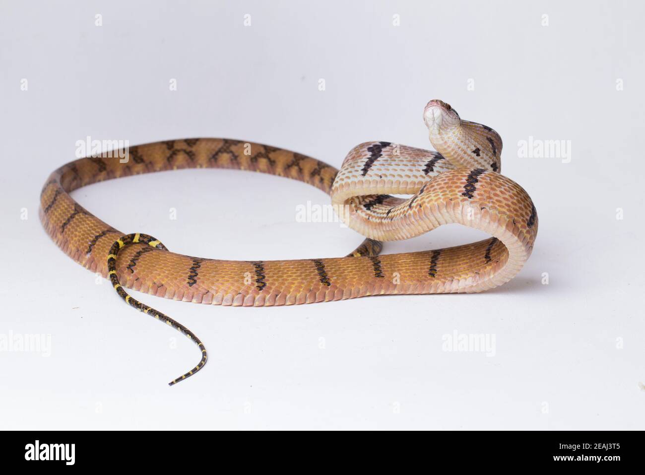 Boiga cynodon, commonly known as the dog-toothed cat snake isolated on ...