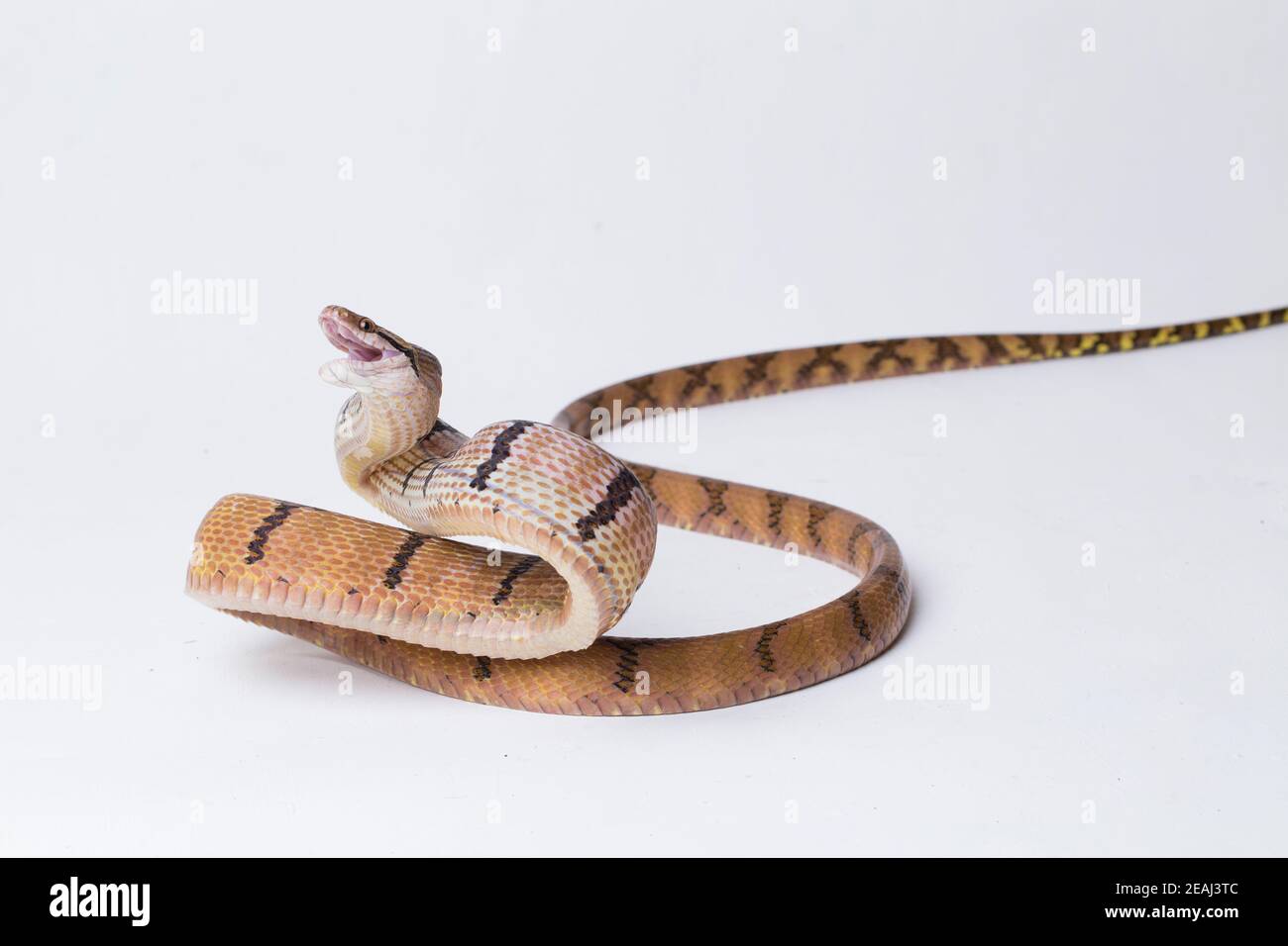 Boiga cynodon, commonly known as the dog-toothed cat snake isolated on ...
