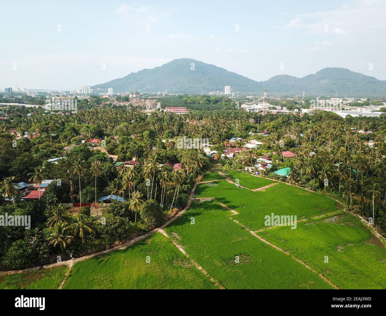 Paddy field near Malays village Stock Photo - Alamy