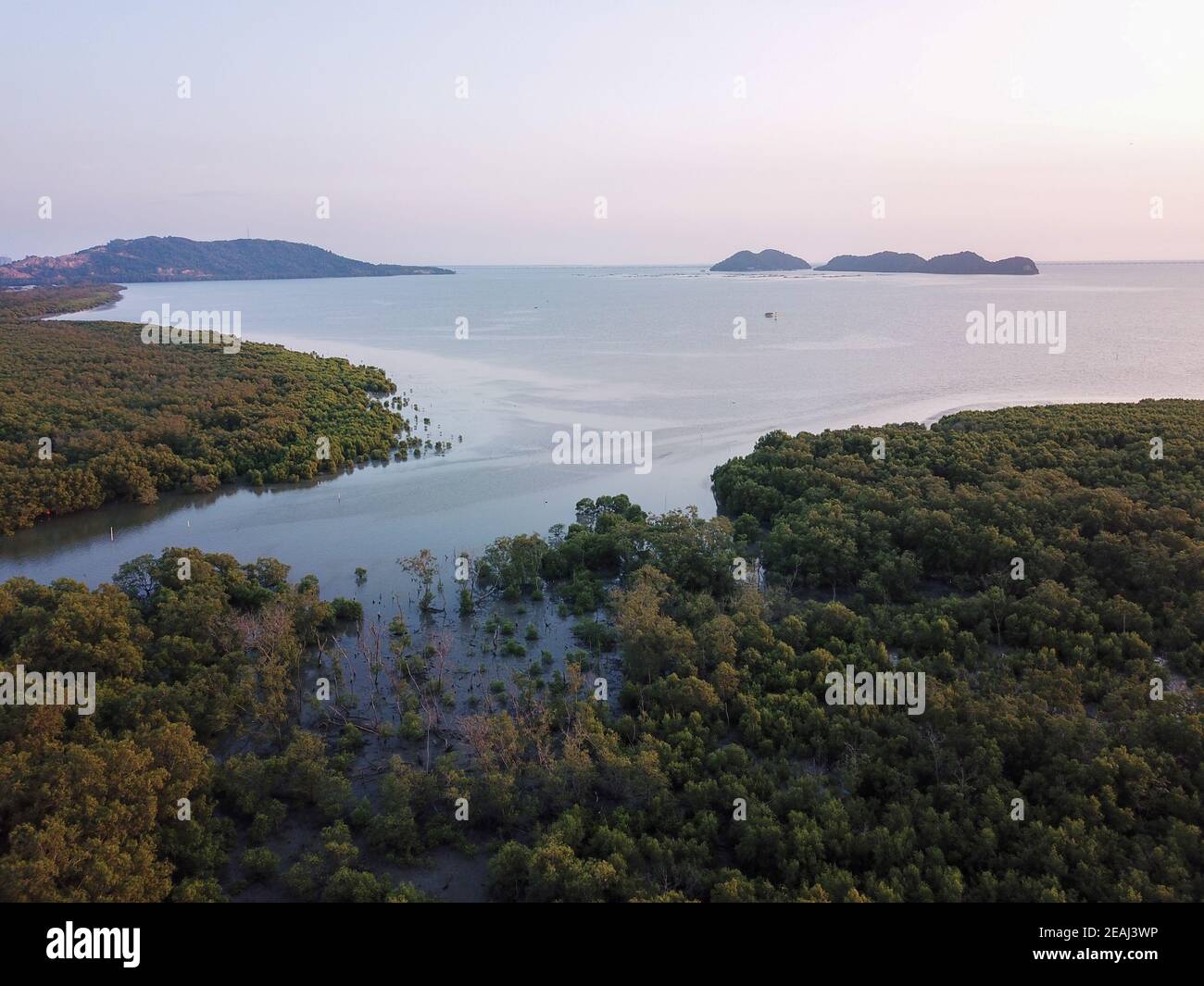 Aerial view mangrove trees forest Stock Photo - Alamy