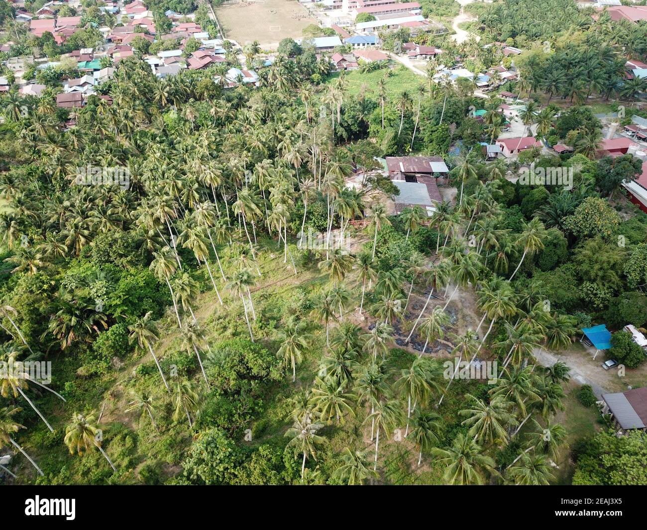 Coconut farm hi-res stock photography and images - Alamy