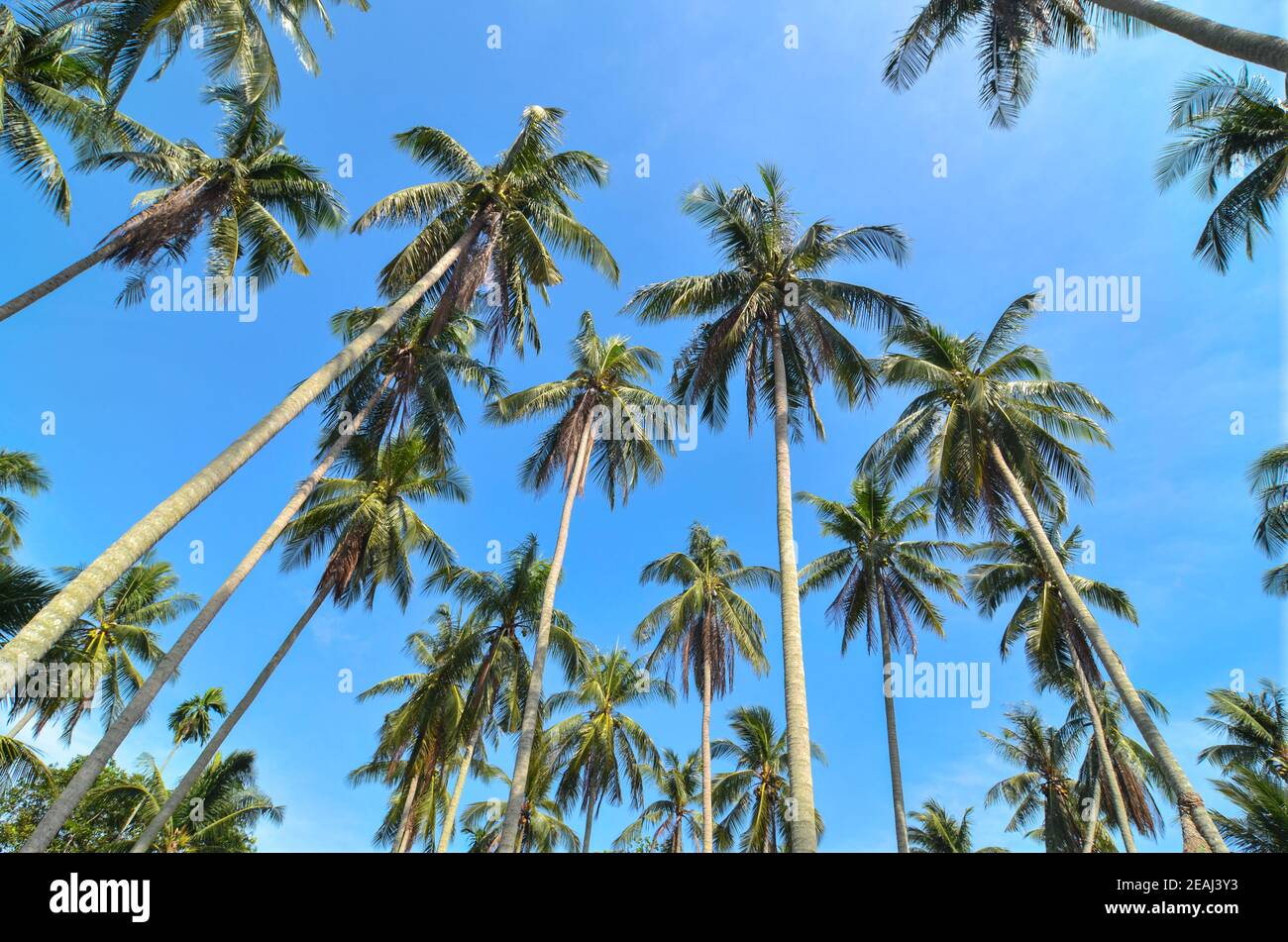 Coconut scenery hi-res stock photography and images - Alamy