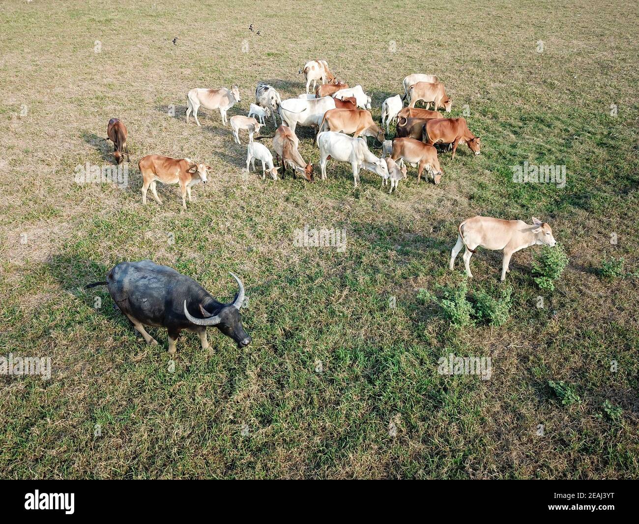 A buffalo in the group of cows Stock Photo - Alamy