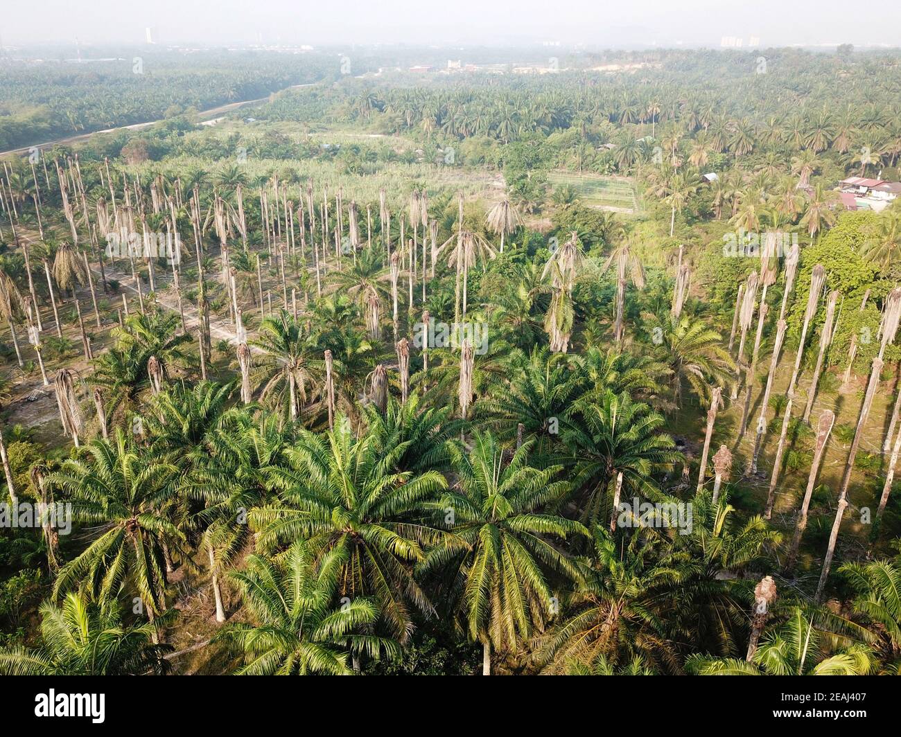 Oil palm tree hi-res stock photography and images - Alamy