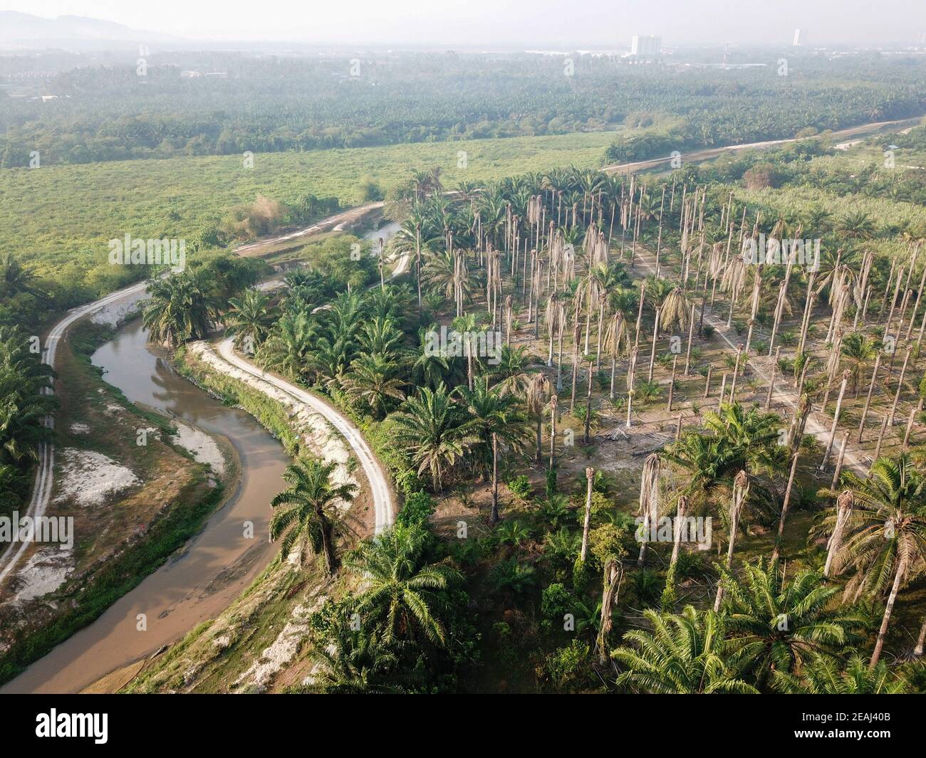 Dry river palm trees hi-res stock photography and images - Alamy