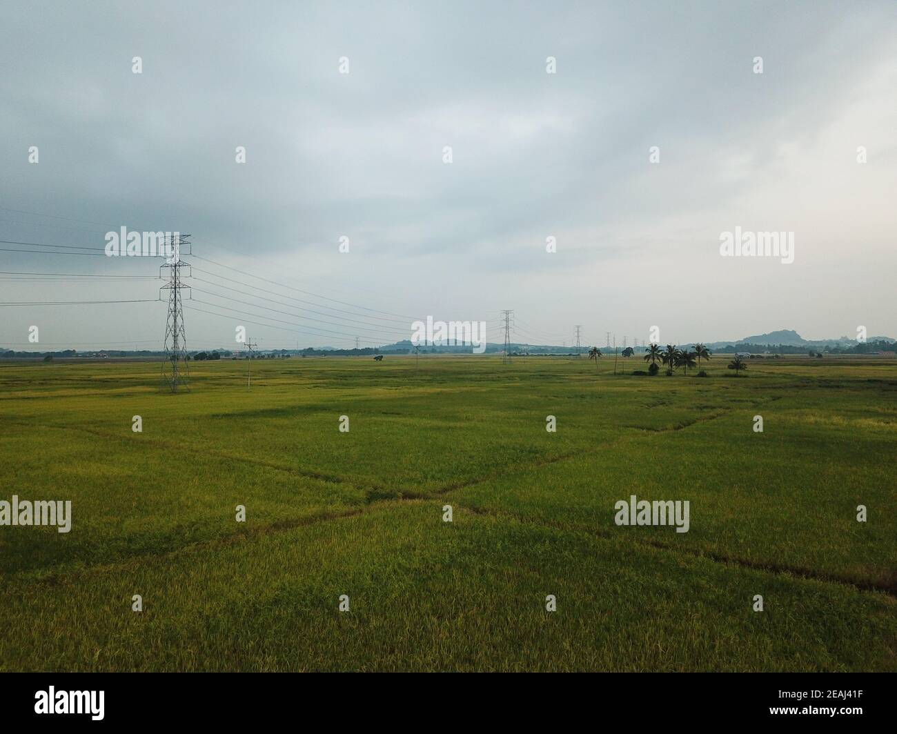 Aerial view agricultural paddy field Stock Photo - Alamy
